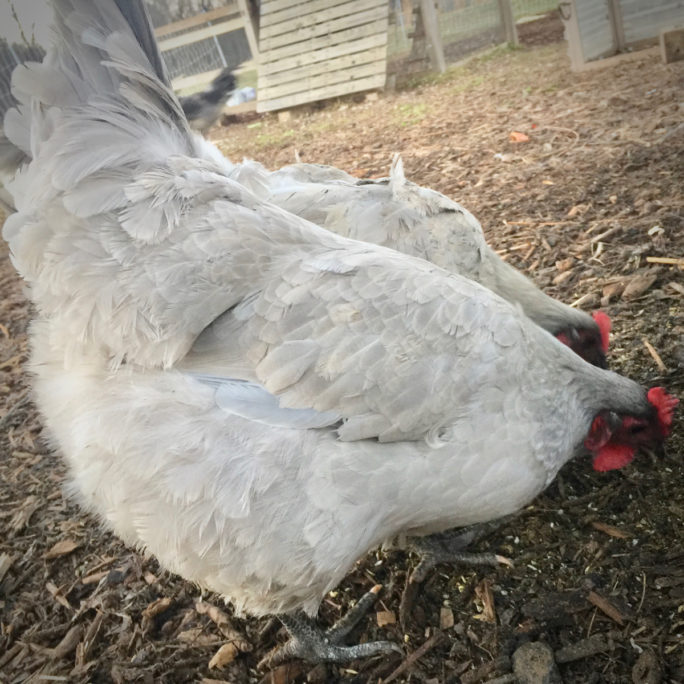 Lavender Orpington Pullet - Better With Thyme