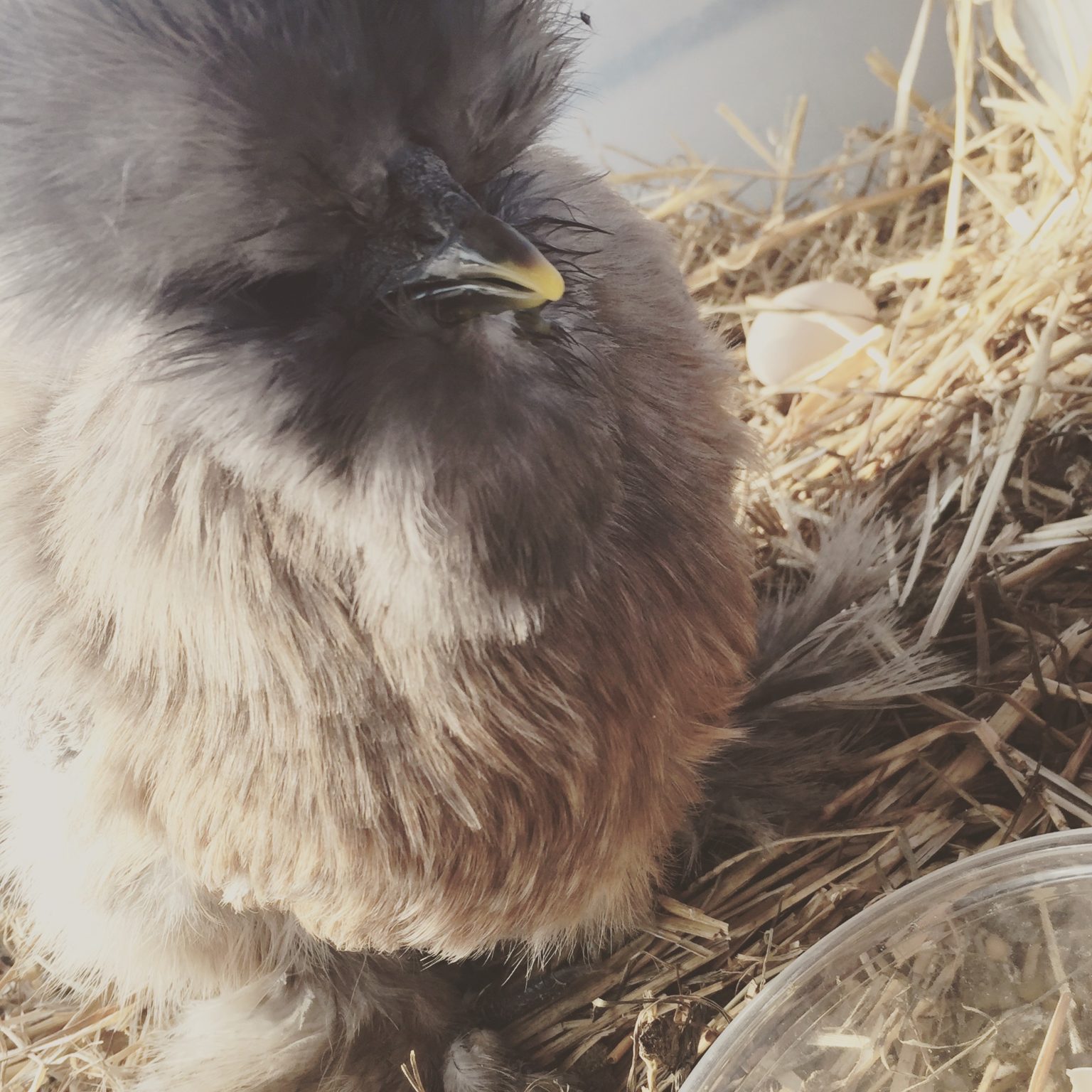 Lavender Orpington Pullet - Better With Thyme