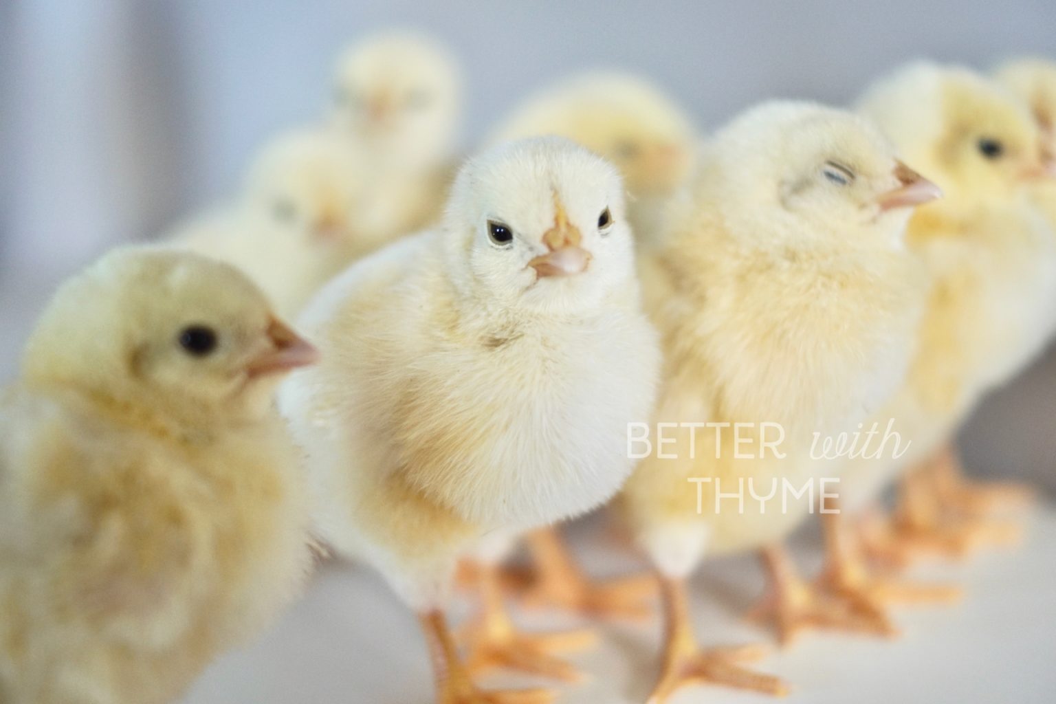American Bresse Hatching Eggs - Better With Thyme