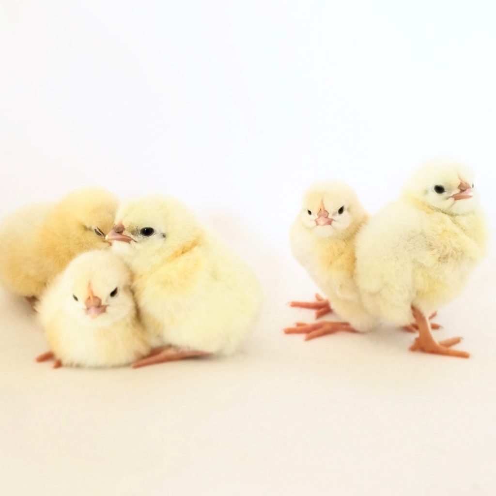 Bresse Hatching Eggs Better With Thyme