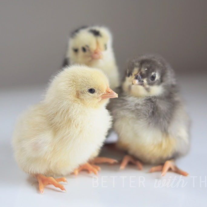 Silverudd’s Blue (Isbar) Hatching Eggs – Better With Thyme