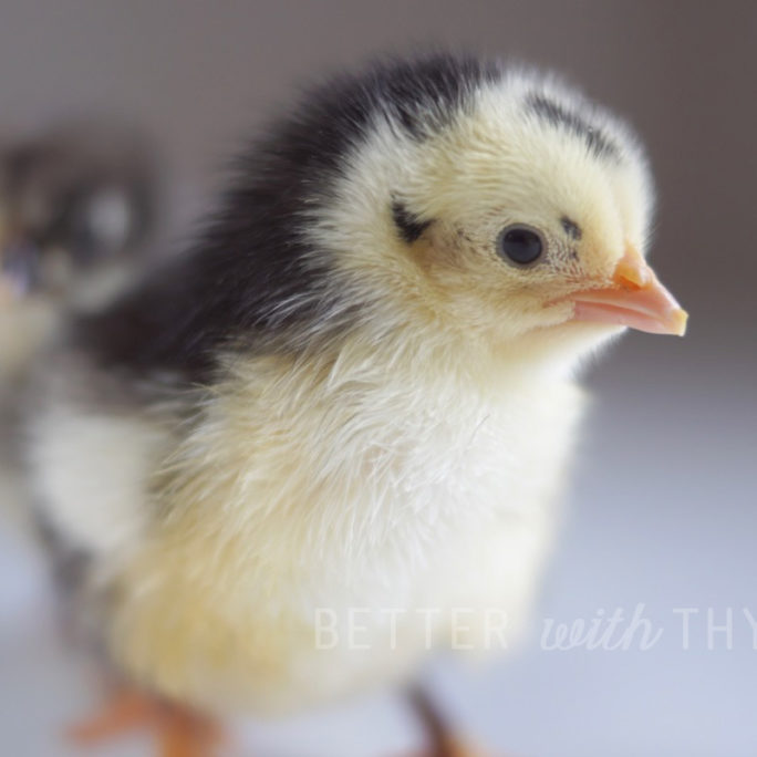 Silverudd’s Blue (Isbar) Hatching Eggs – Better With Thyme