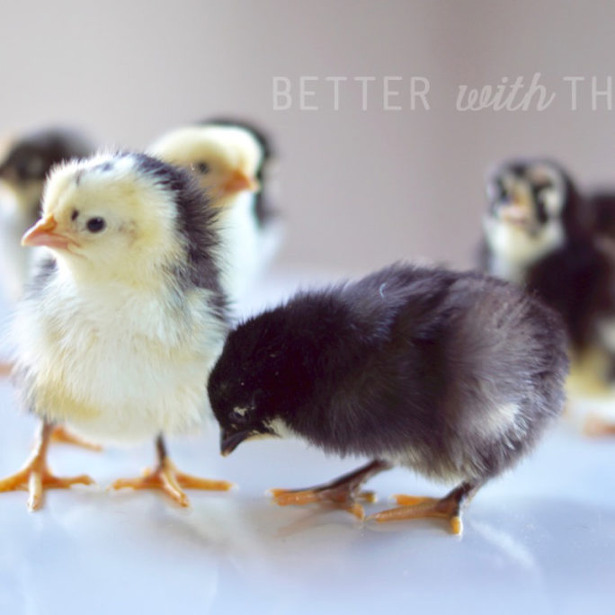 Silverudd’s Blue (Isbar) Hatching Eggs – Better With Thyme