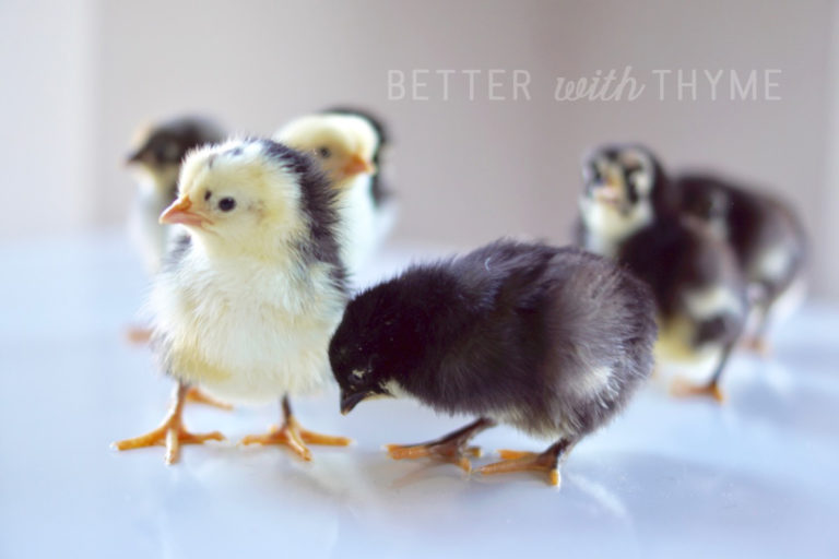Silverudd’s Blue Chicks – Better With Thyme