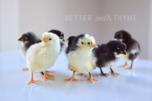 Silverudd’s Blue (Isbar) Hatching Eggs – Better With Thyme