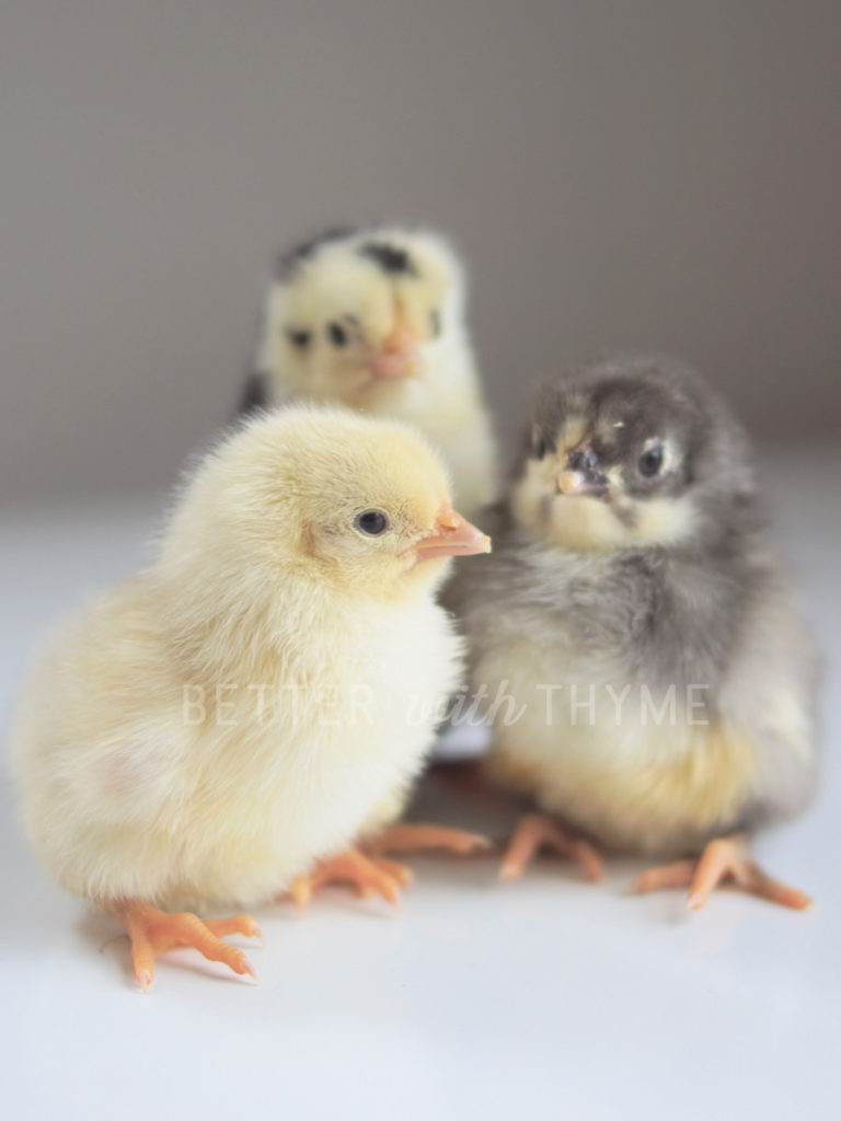 Silverudd’s Blue (Isbar) Hatching Eggs – Better With Thyme