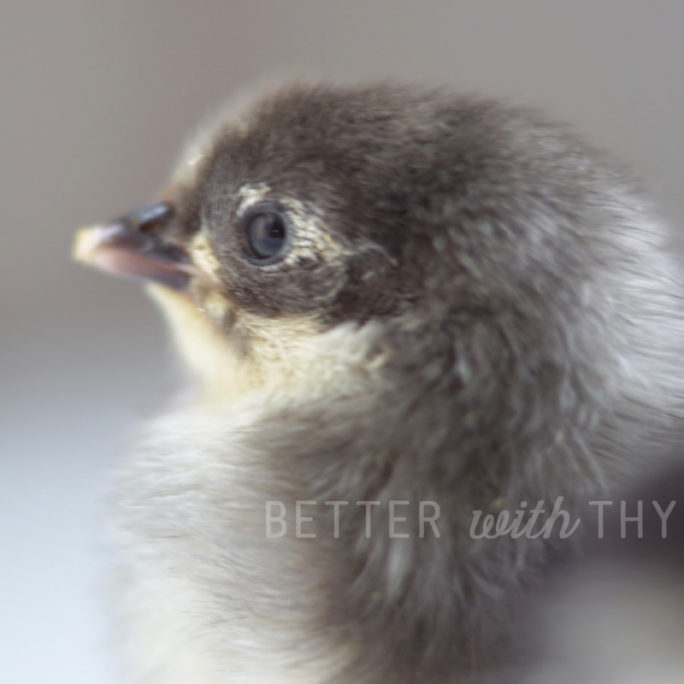 Silverudd’s Blue (Isbar) Hatching Eggs – Better With Thyme