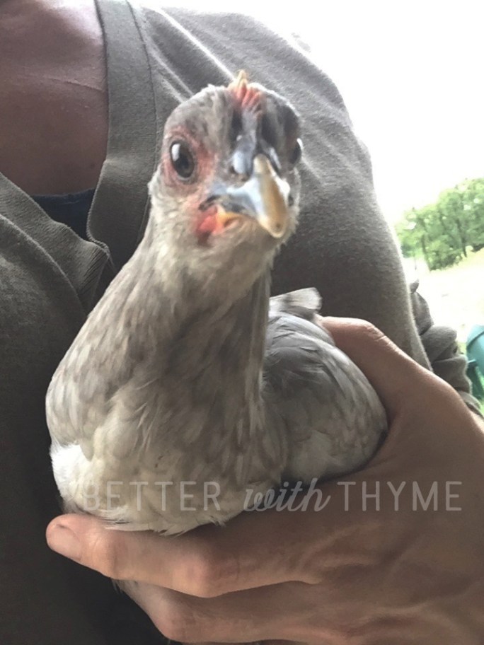 Silverudd’s Blue (Isbar) Hatching Eggs – Better With Thyme