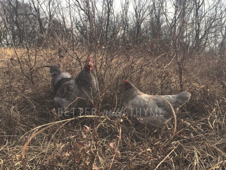 Silverudd’s Blue (Isbar) Hatching Eggs – Better With Thyme